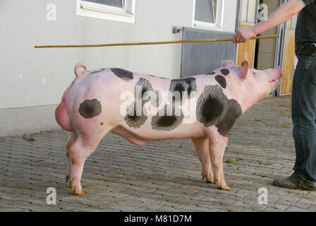 Pietrain Eber 3 Stockfotografie - Alamy