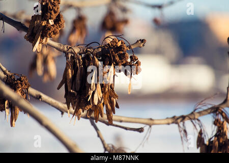 Samen oder Früchte einer Esche, Fraxinus Excelsior, bekannt als ...