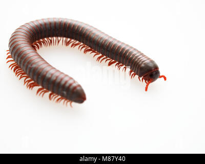 Tausendfüßer, Insekt mit langen Körper und viele Beine sehen aus wie ...