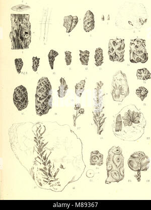 Die Fossile Flora der Permischen Formation (1864) ist eine ...