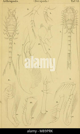 Das deutsche Werk „die Klassen und Ordnungen der Arthropoden“ aus dem ...