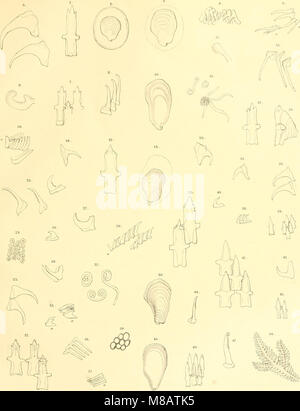 . Sterben der Opisthobranchiata Siboga-Expedition. Opisthobranchia ...