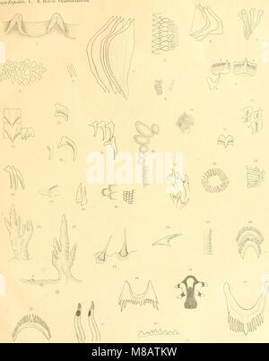 . Sterben der Opisthobranchiata Siboga-Expedition. Opisthobranchia. S2 ...