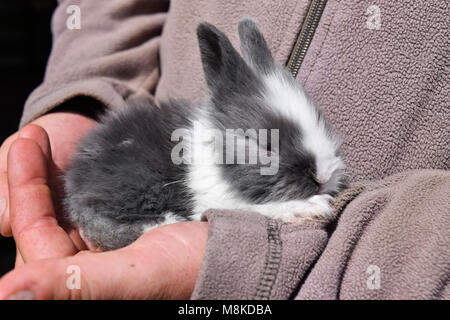 Ein kleines wild grau Baby-Kaninchen Stockfoto, Bild: 23723532 - Alamy