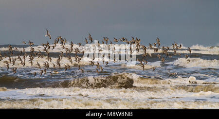 In hun overwinteringsgebied Drieteenstrandlopers; Sanderlings in ihrer ...