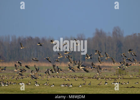 Grote Groep overwinterende Brandganzen en Kolganzen; große Gruppe von ...