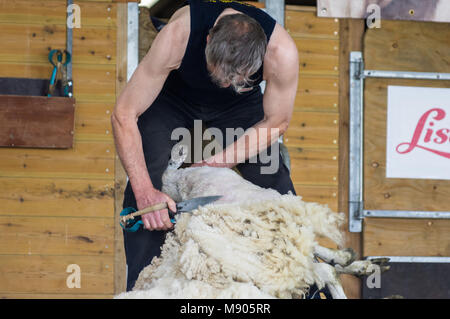 Traditionelle Messer Scheren - Schafe scheren ist der Prozess, durch ...