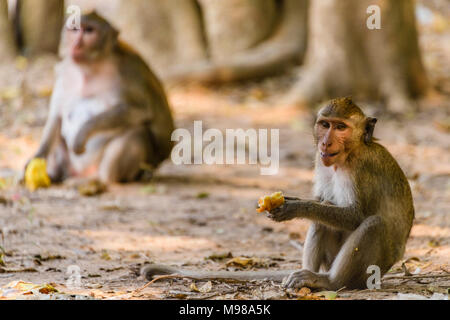 Makaken-Affen essen Eis in Lopburi Affe Bankett Thailand Stockfoto ...