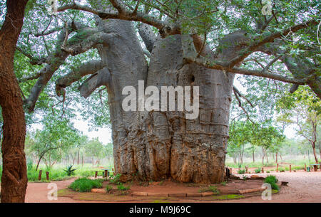 Der älteste Baum der Welt, ein Baobab Baum mehr als 2000 Jahre alt und ...
