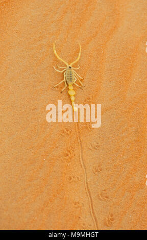 Ein hoch giftigen arabischen Skorpion, Apistobuthus Pterygocerus ...