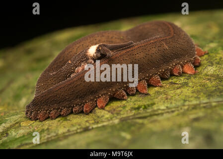 Eine sehr seltsame, merkwürdige, und primitiven Tier; dies ist eine ...
