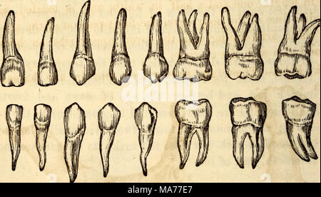 Zähne-Namen und bleibenden Zähnen-Ausbruch-Diagramm. DEUTSCHE ...