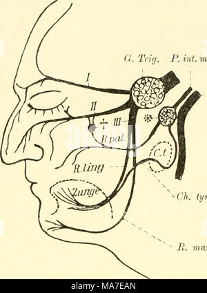 . Die sÃ¤Ugetiere. EinfÃ¼Hrung in der Anatomie und Systematik der ...
