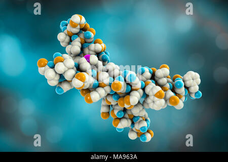 Parathormon Molekül. Computer Modell für den Aufbau von Parathormon ...