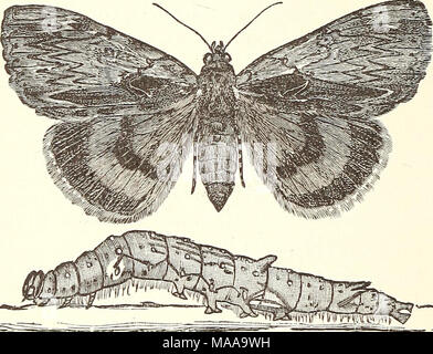 . Ökonomische Entomologie für den Landwirt... Catocala ultronia und ...