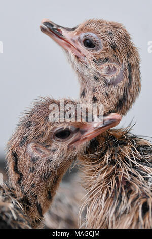30 März 2018, Deutschland, Ruelzheim: Baby strauße der Unterarten blue ...