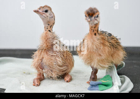 30 März 2018, Deutschland, Ruelzheim: Baby strauße der Unterarten blue ...
