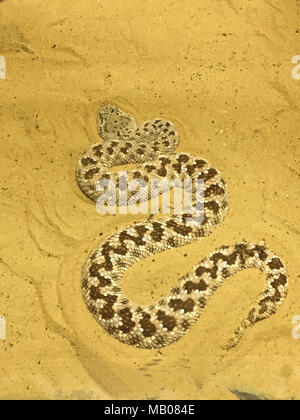 Wüste Schlange in sand Stockfoto, Bild: 43464427 - Alamy