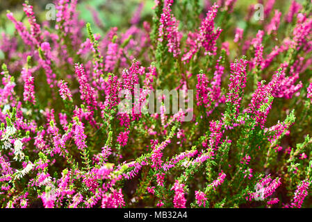 Erica Pflanze blüht mit rosa oder lila Blüten | Blühende Erika Mit Rosa ...