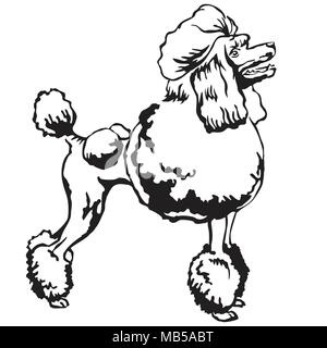 Pudel Symbol auf weißem Hintergrund mit grauen Rahmen, Zeichen und ...