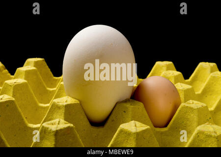 Riesige Größe gans Ei zwischen kleinen huhn eier Konzept der ...