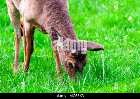 Nahaufnahme von junges Reh Essen grass Stockfotografie - Alamy