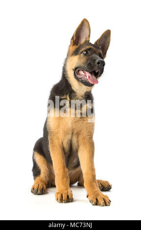 Ein niedliches Deutscher Schäferhund Welpen draußen sitzen im Gras ...
