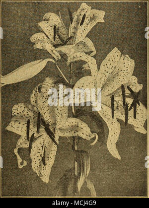 c "Lilium auratum (Golden-Gebändert japanische Lil Canadense {Wiese ...