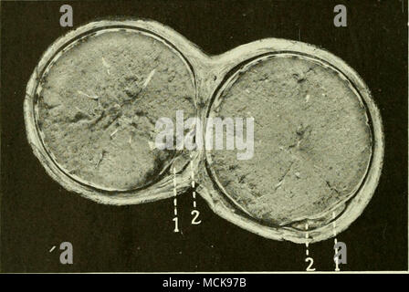 Hodensack auf einem Stier Stockfotografie - Alamy