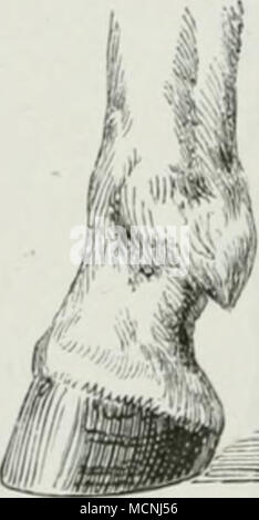 . Die Anatomie der Haustiere. Veterinär Anatomie. Abb. 105.- Rechten ...