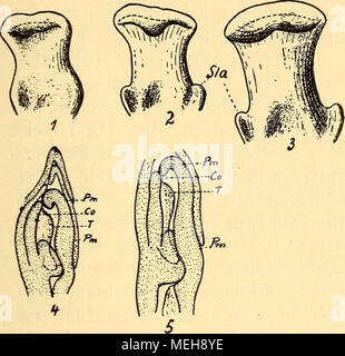 . Die Entwicklung der generativen Organe von Himanto - glossum hircinum ...