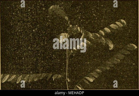 Als Junge Ist Sie Spitze nur Jungs William Zabka, Steven Basil Buddy ...