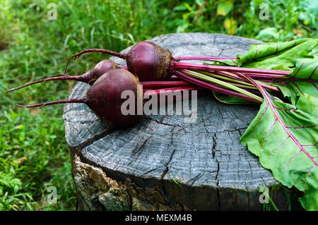Feld der Rot Rote Bete. Junge Grüne, rote Rüben Pflanzen ...