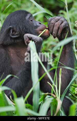 Bonobo-Schimpansen Essen im Heiligtum Lola Ya Bonobo, demokratische ...
