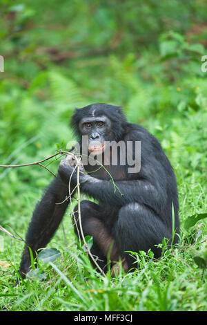 Bonobo-Schimpansen Essen im Heiligtum Lola Ya Bonobo, demokratische ...