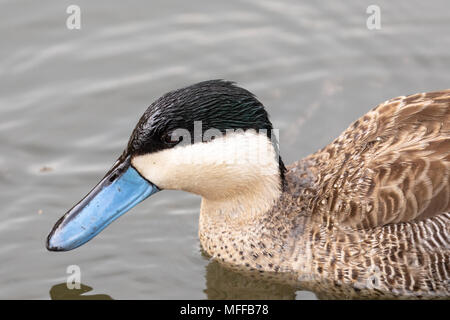 Puna Krickente (Anas Puna) blauen Schnabel Ente Enten in London Wetland ...