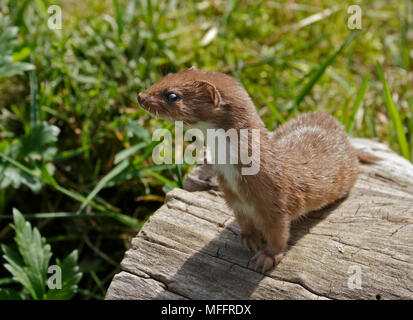 Mustela nivalis (Wiesel, mindestens Wiesel). Familie Mustelidae. Baby ...