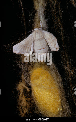 Bombyx Mori Insekten Wirbellose Tier Motten Motten Lepidoptera Insekt ...