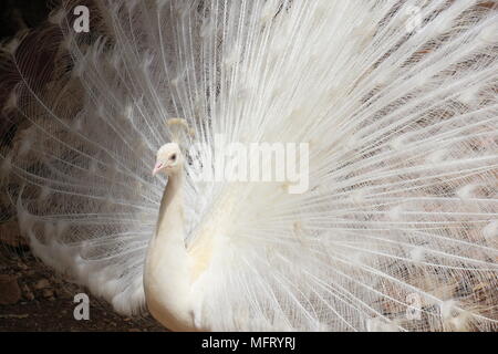 Albino Pfau mit offenen Flügeln zieht einen zieht einen weiblichen ...