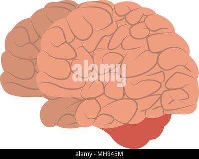 menschliche Gehirn cartoon Vektor Abbildung - Bild: 116476663 - Alamy