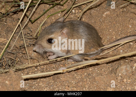 Eine wüste Känguru Ratte Stockfotografie - Alamy