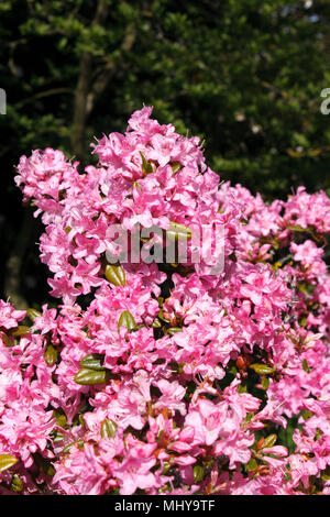 Blühender rosafarbener Rhododendron-Baum (Azalea) wächst in Parkland ...