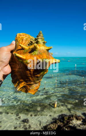 Nahaufnahme von einer riesigen Muschel (Lobatus Gigas), Caicos Conch ...