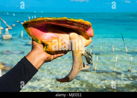 Nahaufnahme von einer riesigen Muschel (Lobatus Gigas), Caicos Conch ...