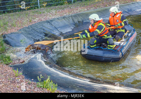 Oelsnitz, Deutschland, 06. Mai 2018. Ein Fuchs schwimmen am Rande einer ...