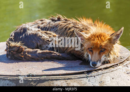 Oelsnitz, Deutschland, 06. Mai 2018. Ein Fuchs schwimmen am Rande einer ...