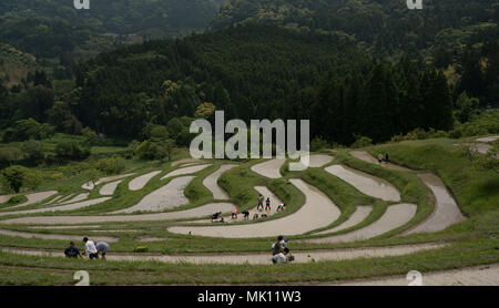 Reisfelder, einst ein typisches der Reisanbau in Südostasien ...