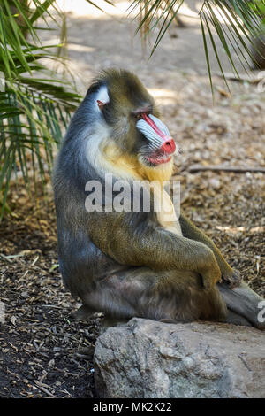 Weibliche und männliche Affen Mandrill (Mandrillus Sphinx ...