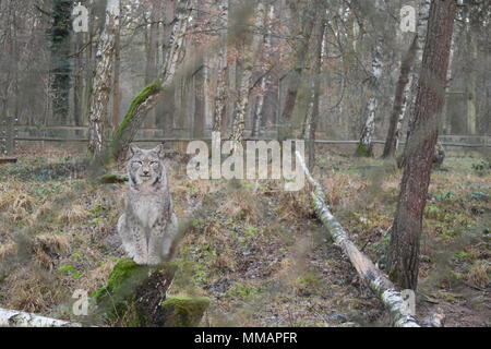 Wildpark alte Fasanerie Hanau, Ziege 05.01.2024 Hanau Eingangsgebäude ...