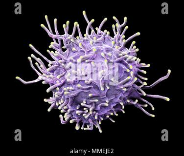 T-Lymphozyten aktiviert. Farbige Scanning Electron Micrograph (SEM ...